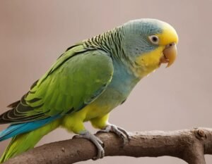 Parakeet Diet Chart: Best Foods, Feeding Schedule & What to Avoid